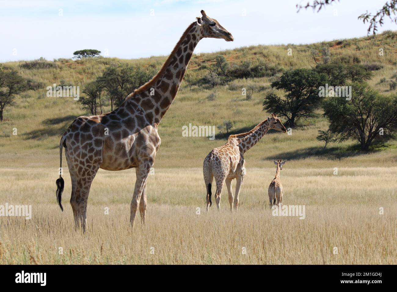 A nature scene with the giraffes (Giraffa) in the field surrounded by ...