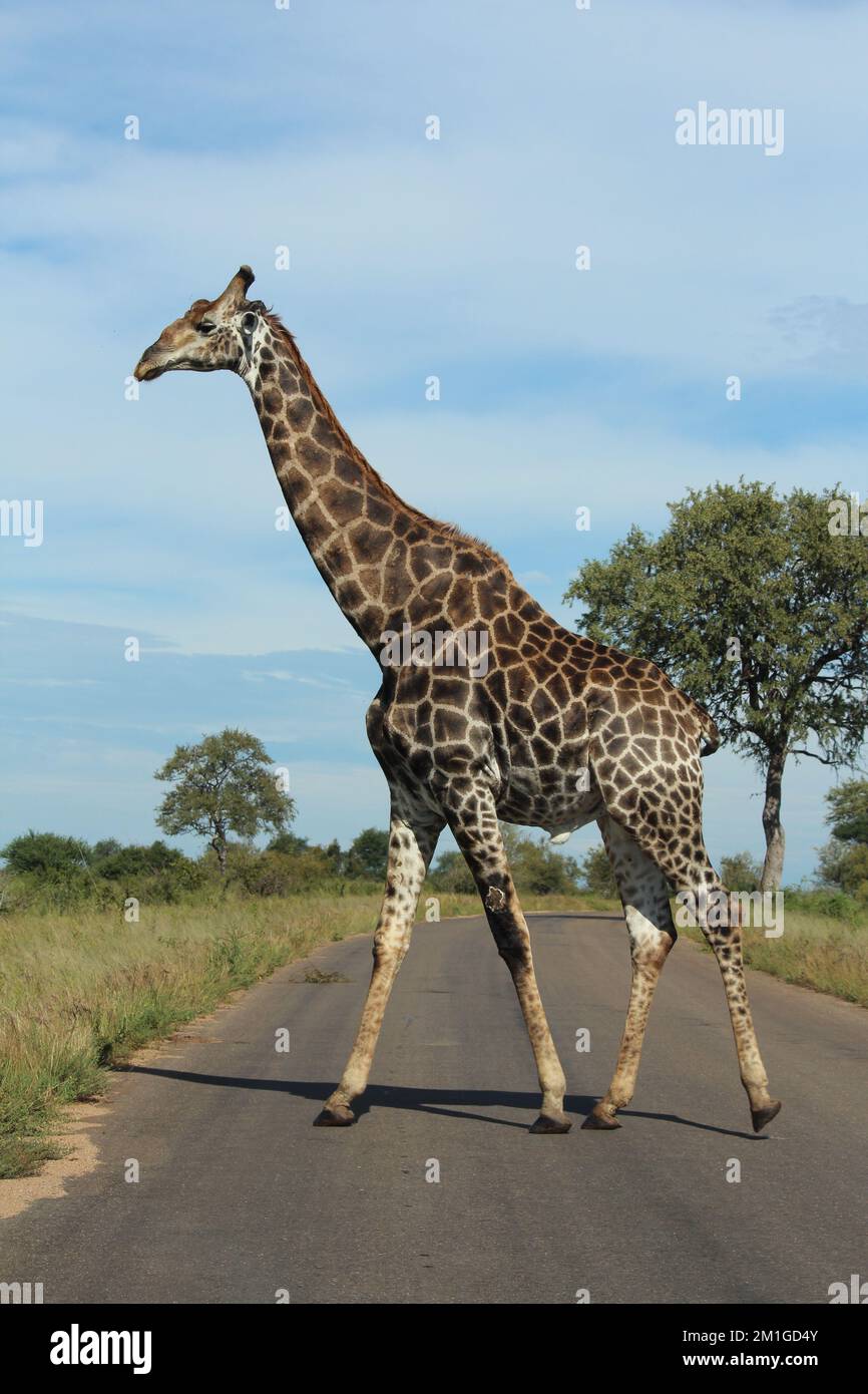 A vertical shot of the giraffe (Giraffa) crossing the street during the ...