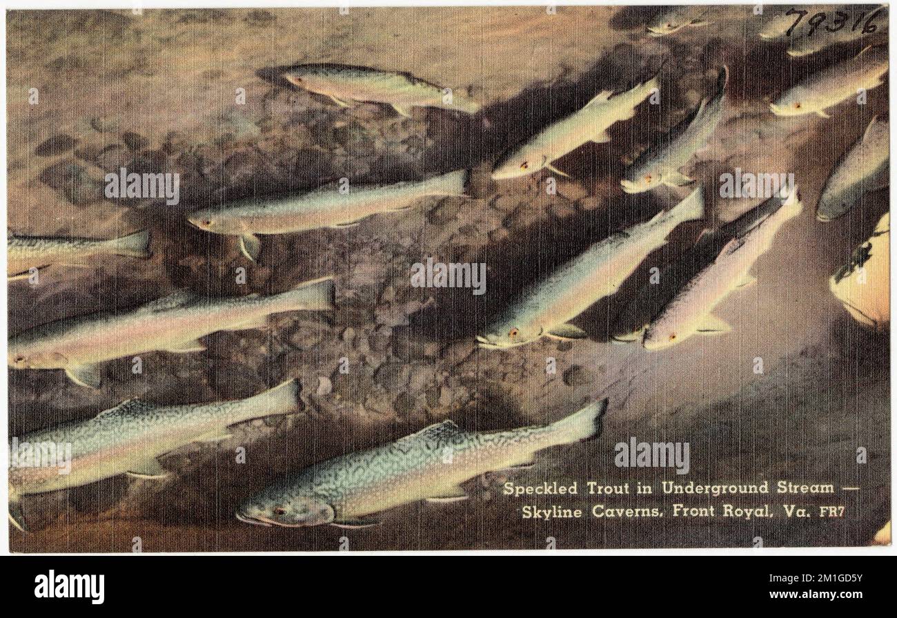 Speckled Trout in underground stream -- Skyline Caverns, Front Royal ...