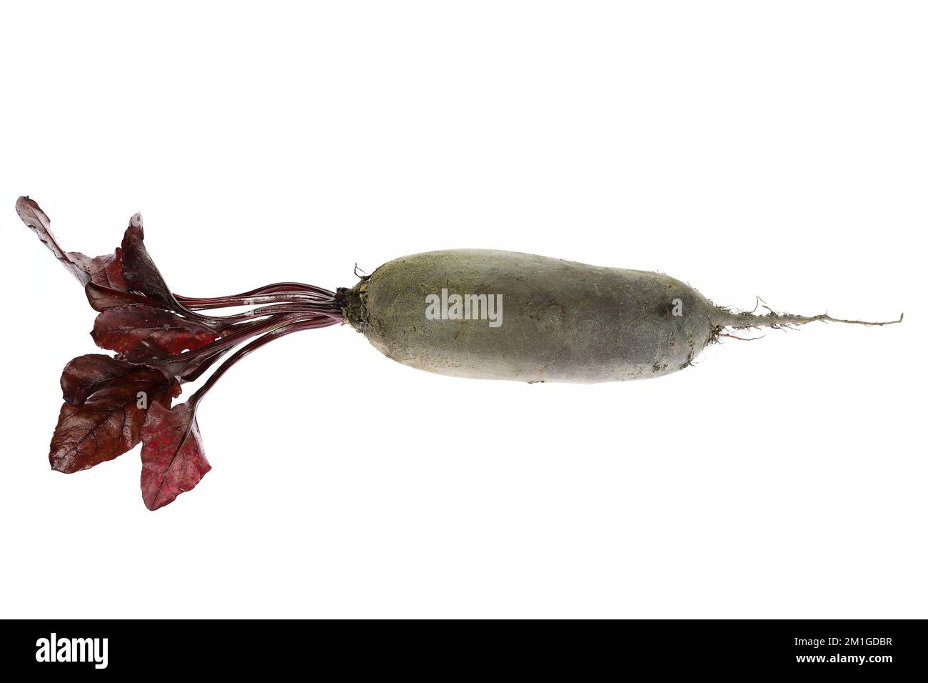 beetroot with leaves isolated on white background Stock Photo - Alamy