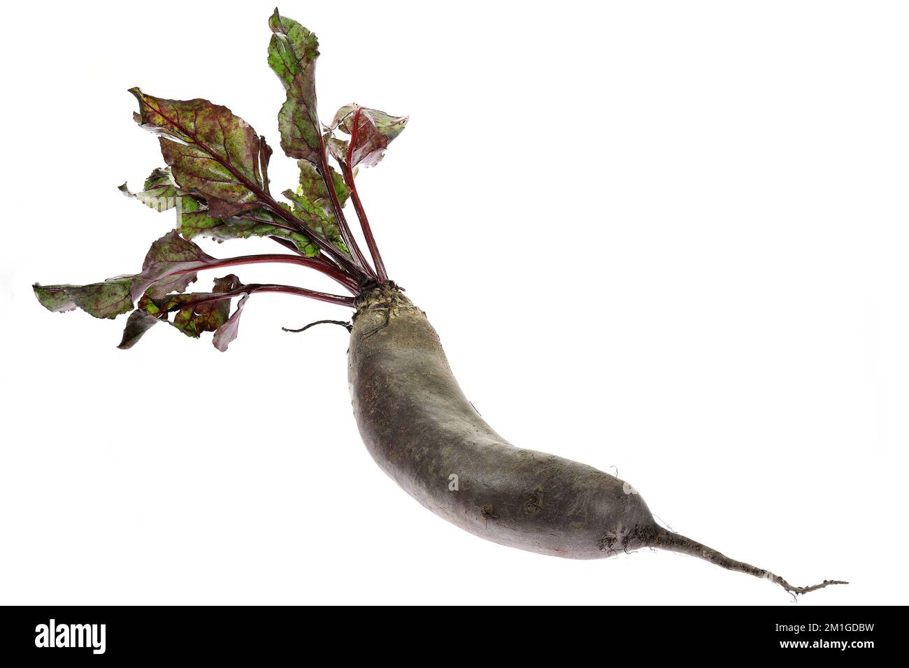 beetroot with leaves isolated on white background Stock Photo - Alamy
