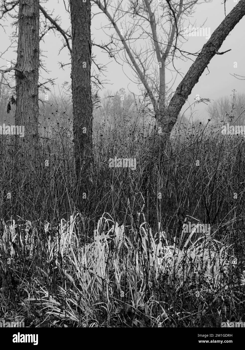 Autumn grasses hide tree trunks at Rock Run Forest Preserve, Will ...