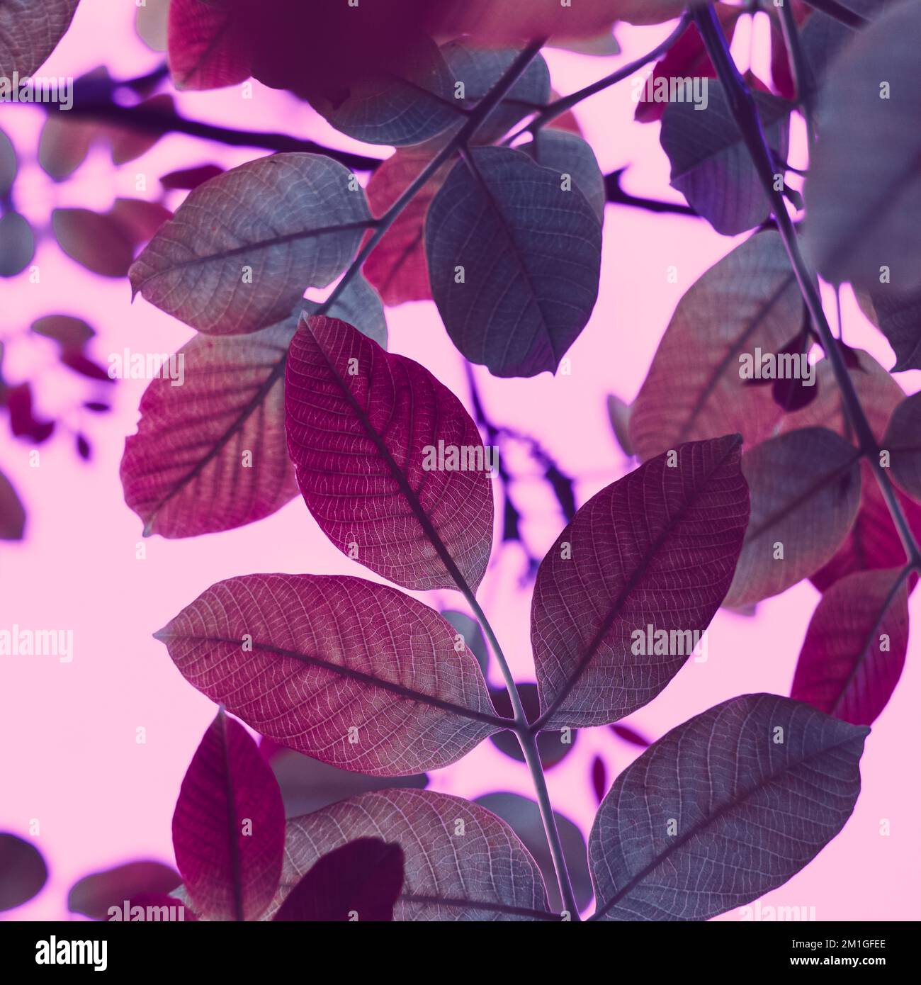 red and pink tree leaves in the nature in autumn season Stock Photo - Alamy