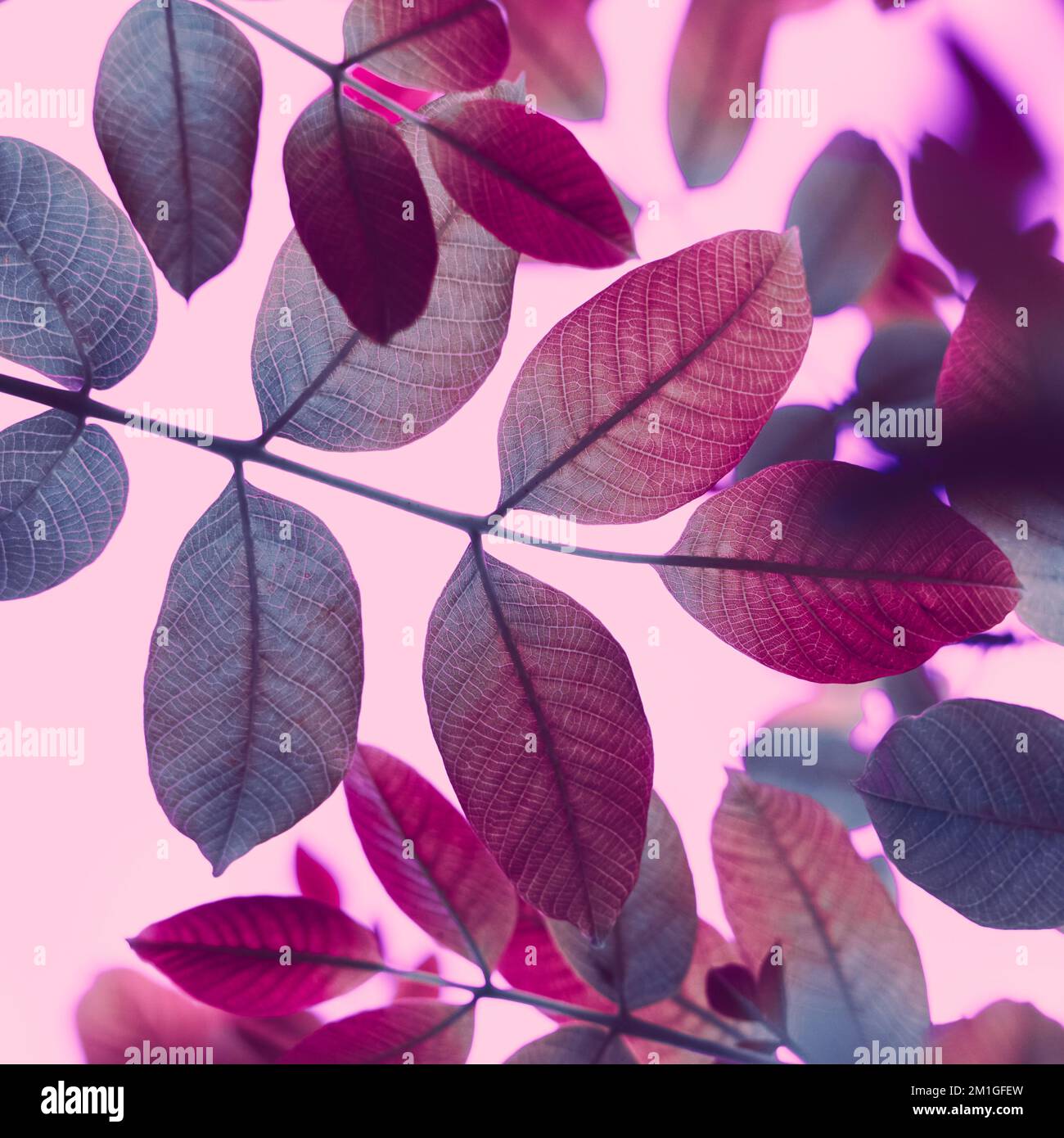 Pink autumn leaves hi-res stock photography and images - Alamy