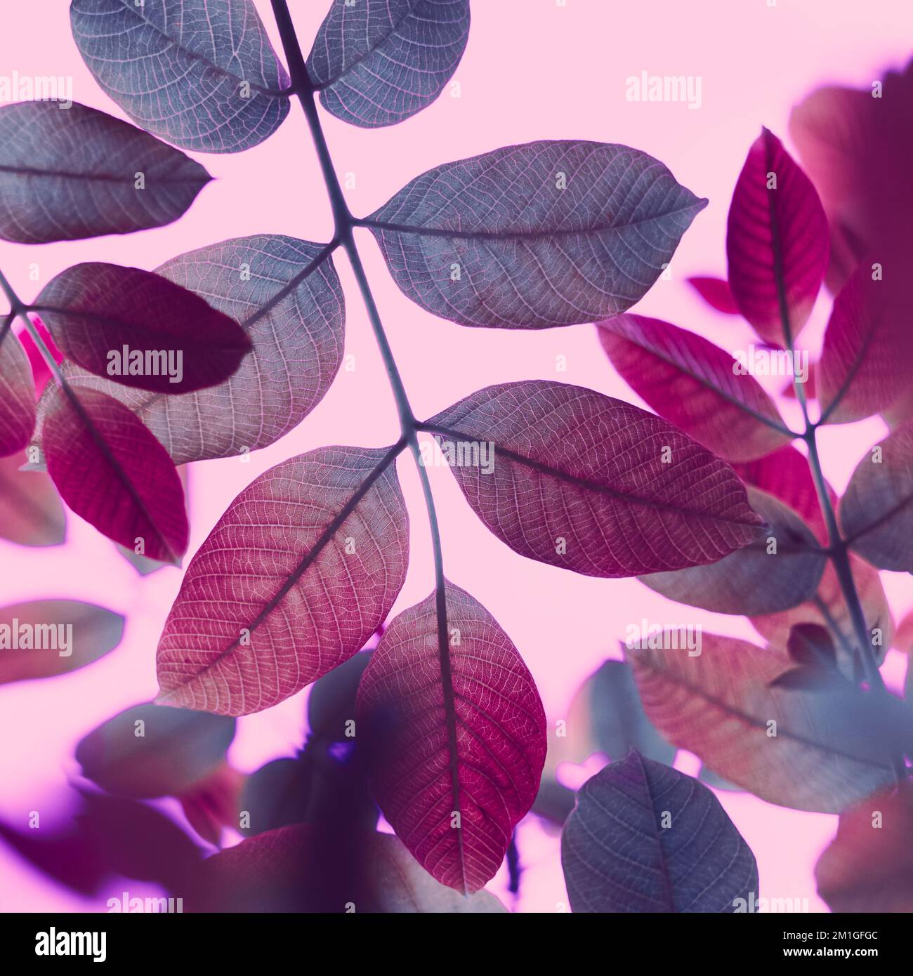 Red to pink leaves hi-res stock photography and images - Alamy