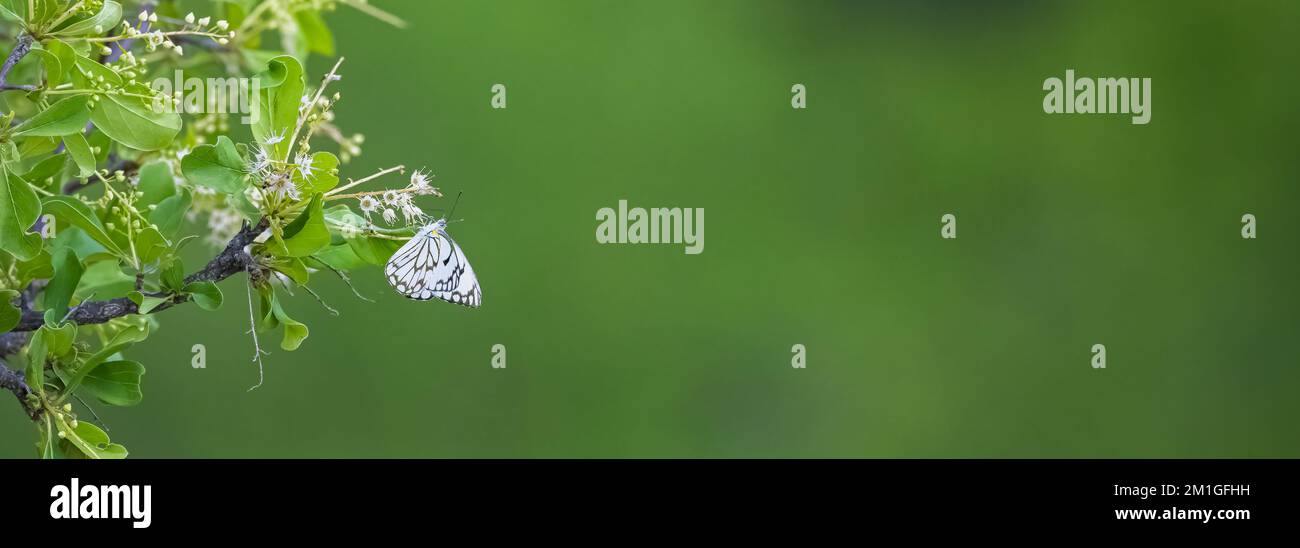 Beautiful natural life pioneer hi-res stock photography and images - Alamy