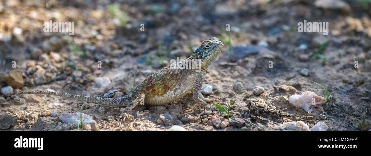 A common agama, Agama agama, female lizard in Namibia Stock Photo - Alamy