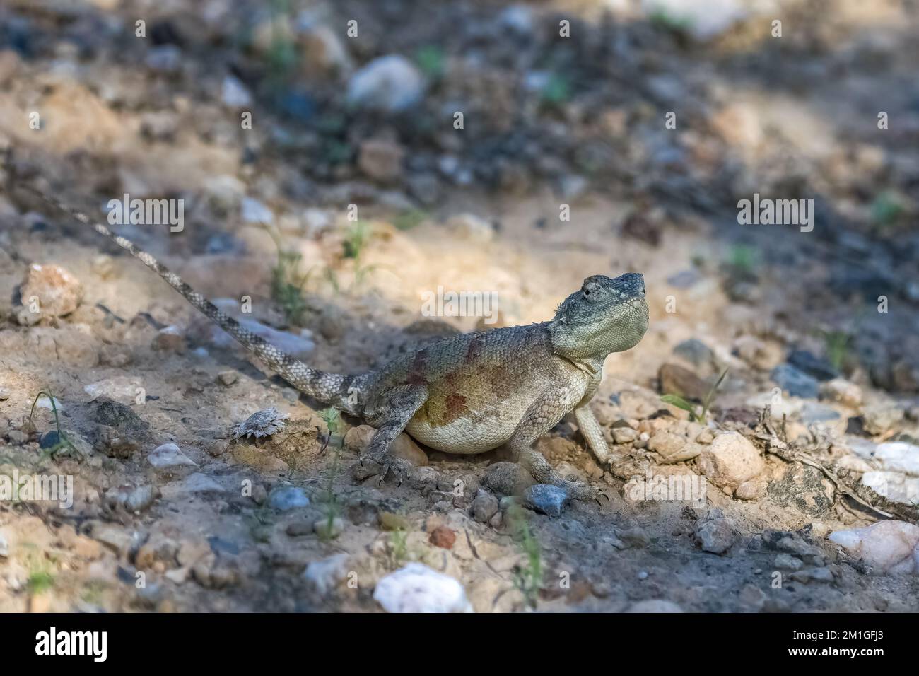 A common agama, Agama agama, female lizard in Namibia Stock Photo - Alamy