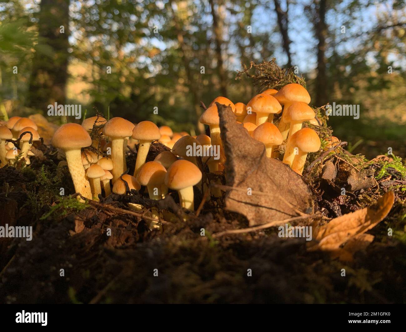 A selective shot of mushrooms (Agaricus bisporus) grown on the soil and ...