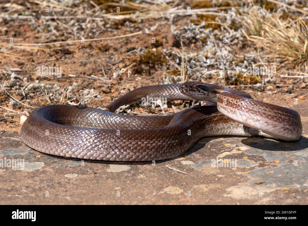 Aggressive adult Brown house snake (Boaedon capensis Stock Photo - Alamy