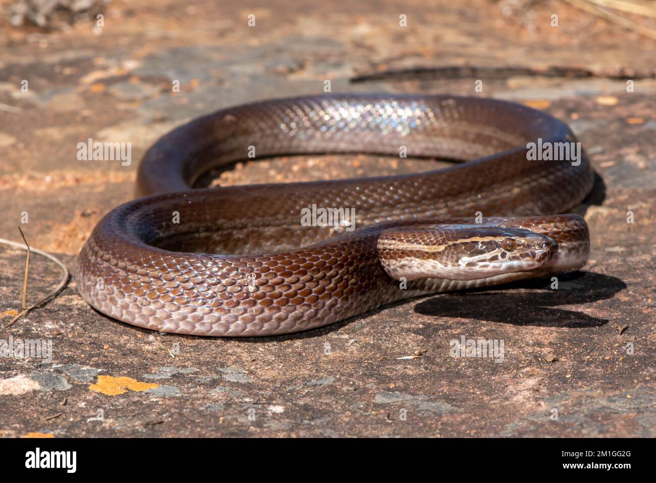 Beautiful Brown house snake (Boaedon capensis Stock Photo - Alamy