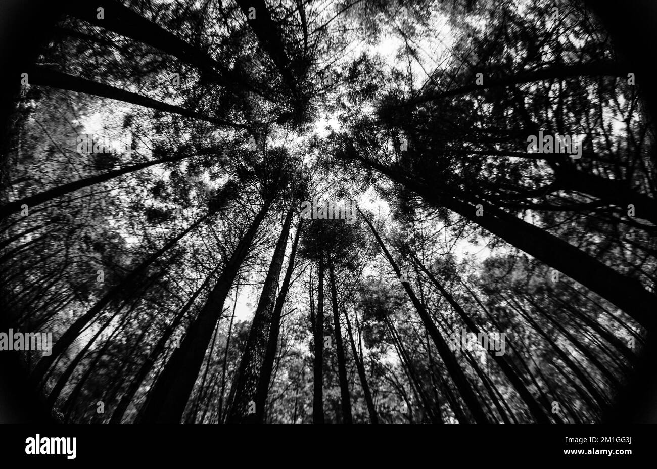 Monochrome trees Black and White Stock Photos & Images - Alamy