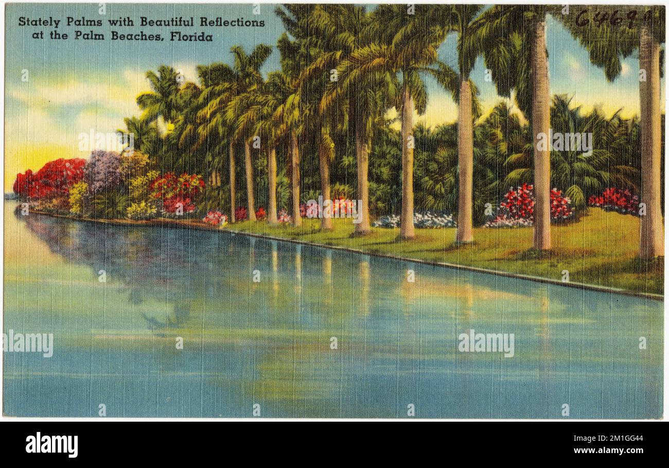 Stately palms with beautiful reflections at the Palm Beaches, Florida ...