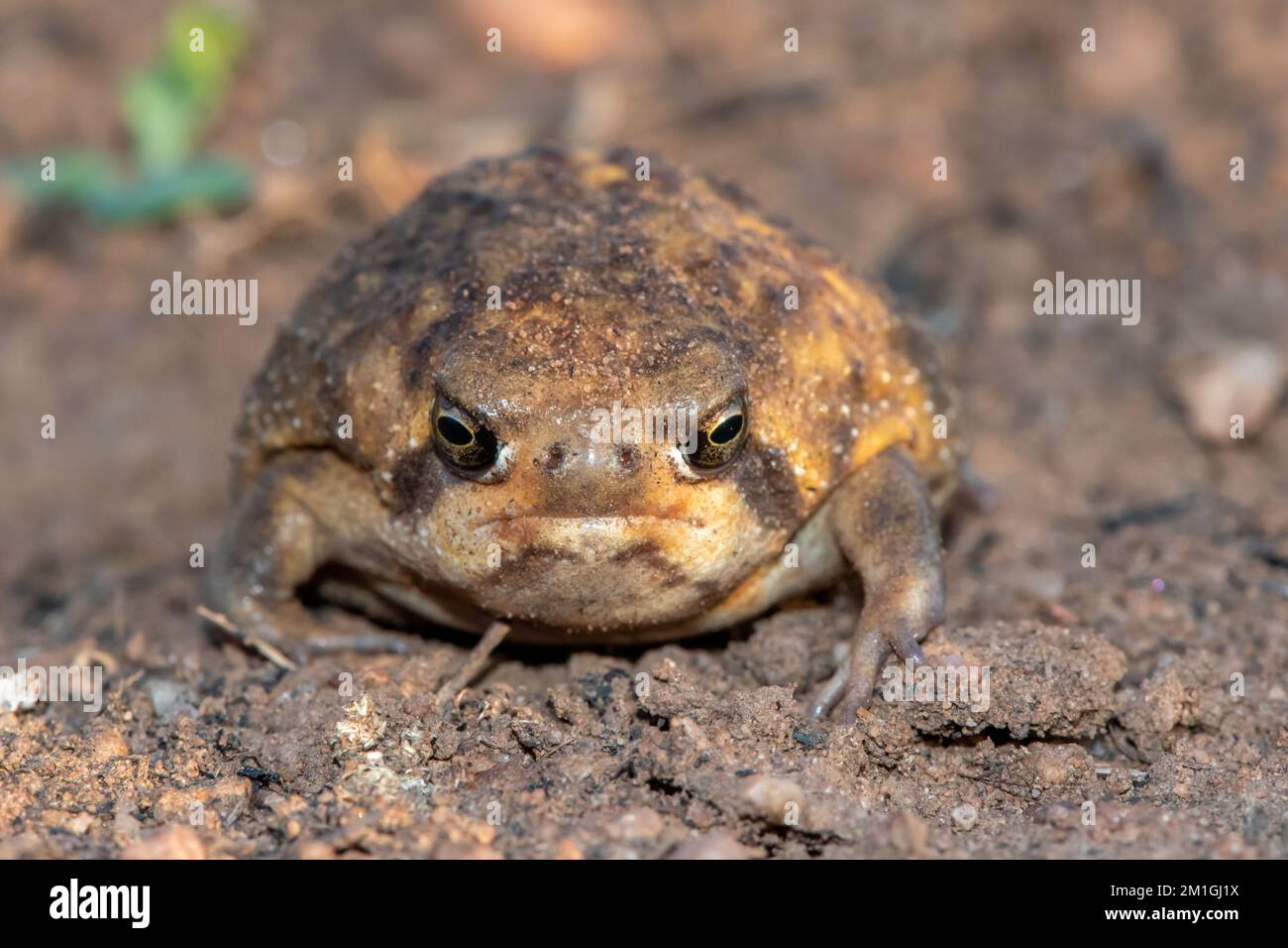 Cute Bushveld rain frog (Breviceps adspersus Stock Photo - Alamy