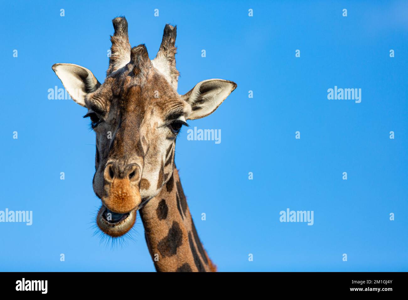 Spots tropical hi-res stock photography and images - Alamy