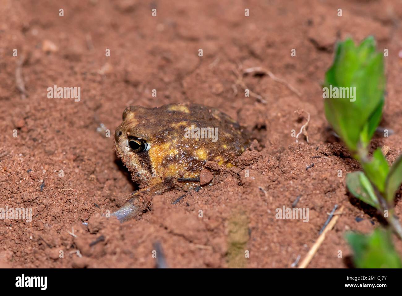 Bushveld rain frog (Breviceps adspersus) digging Stock Photo - Alamy