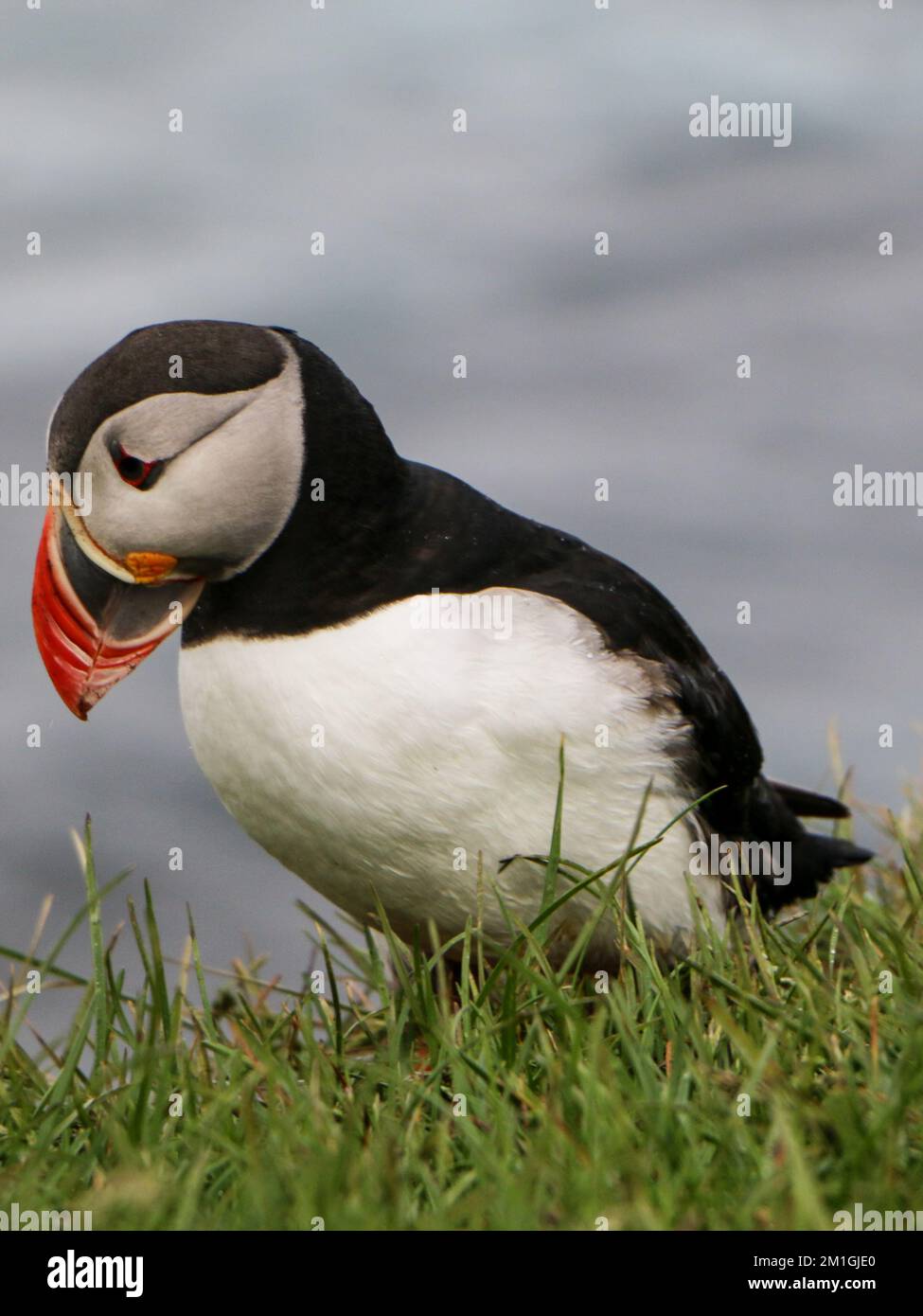 An adorable Atlantic puffin standing and looking down on grass by gray ...