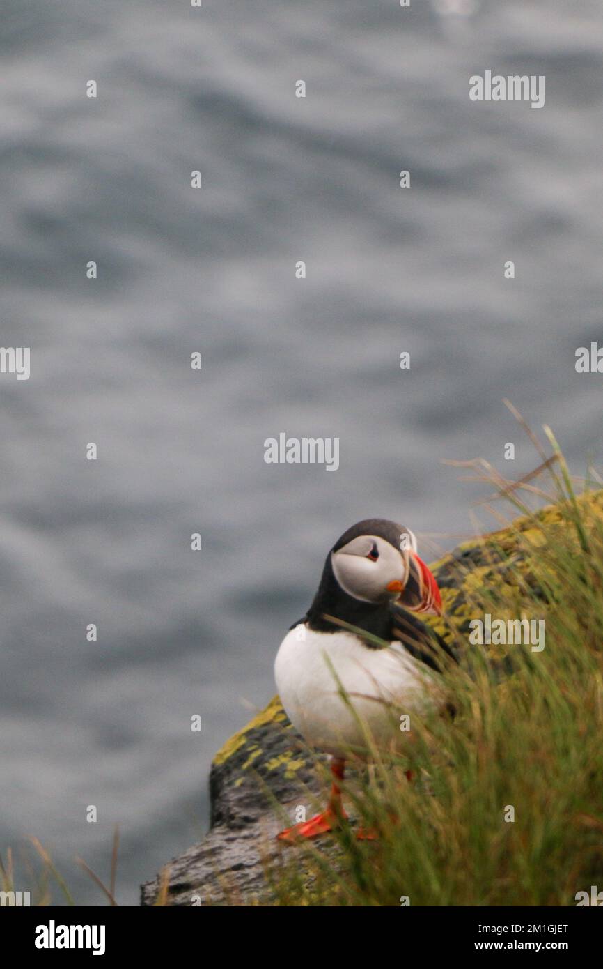 A cute Atlantic puffin on grass plants by gray lake dunes, vertical ...