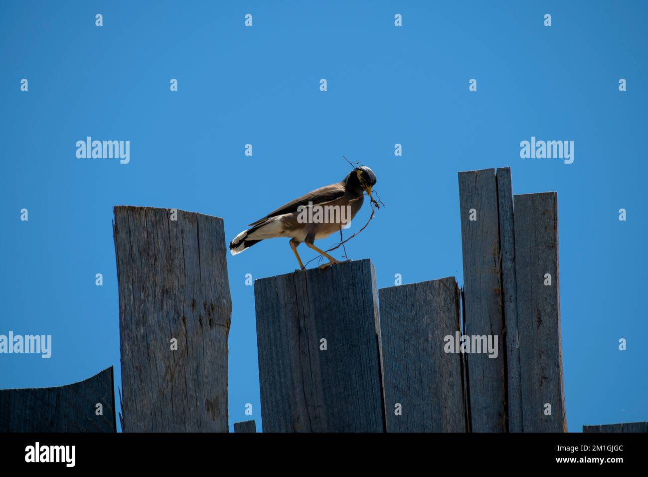 Australian Common Myna (Acridotheres tristis) perching on wooden fence ...