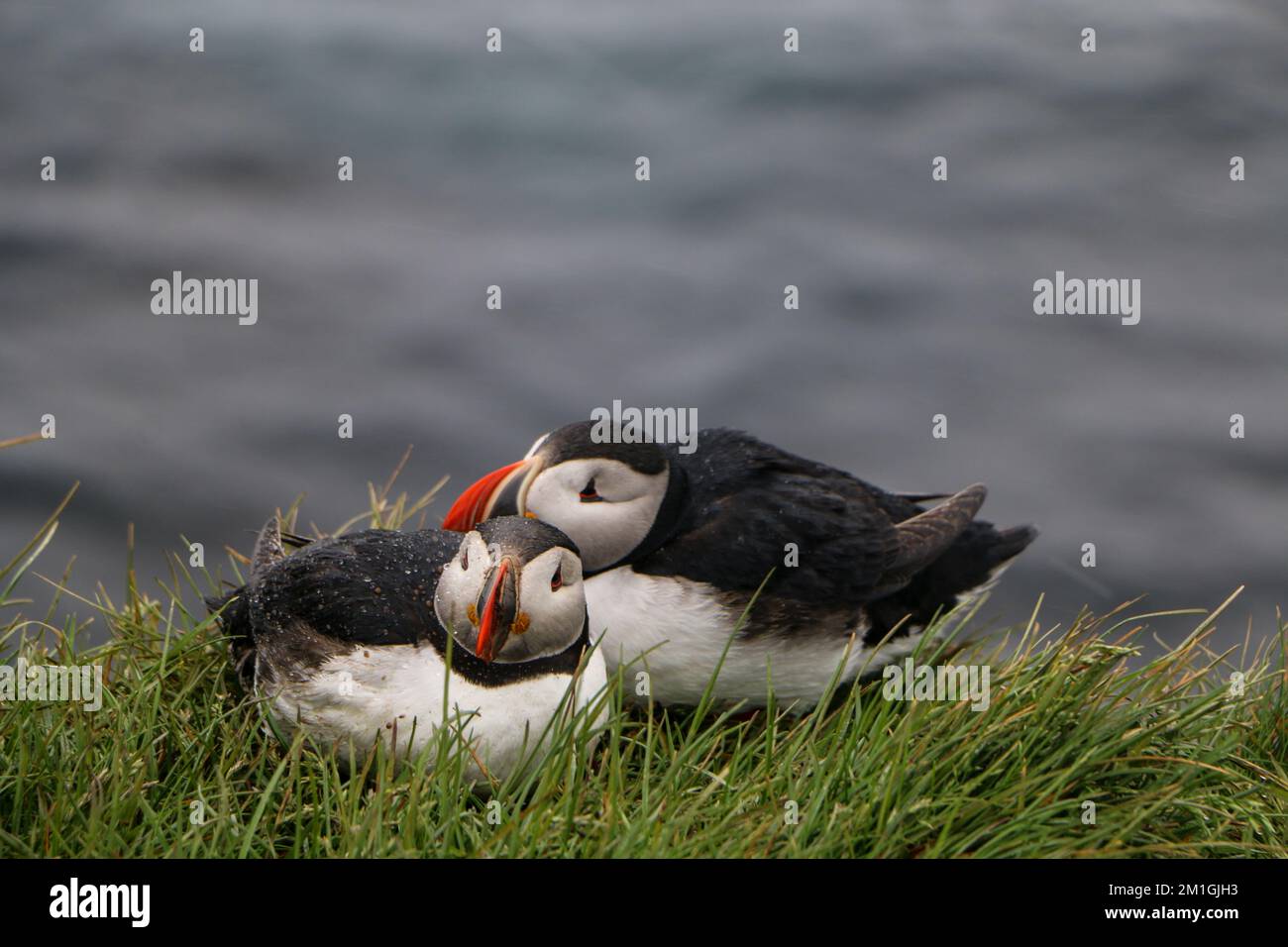 Cute two Atlantic puffins lying on grass plants with blue background ...