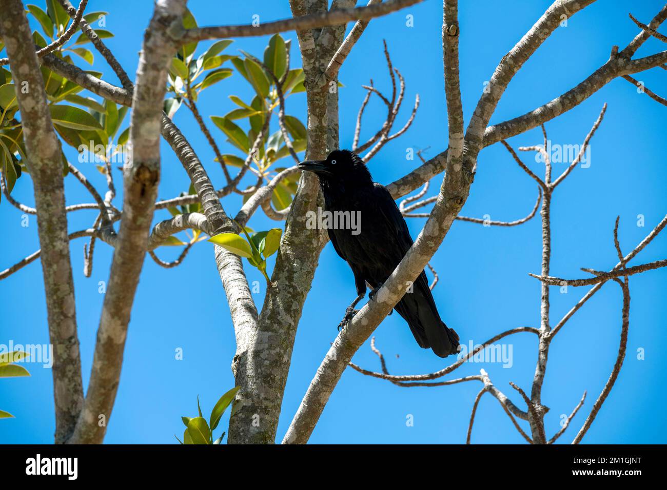 Australian Raven (Corvus coronoides) perching on a tree in Sydney, NSW ...