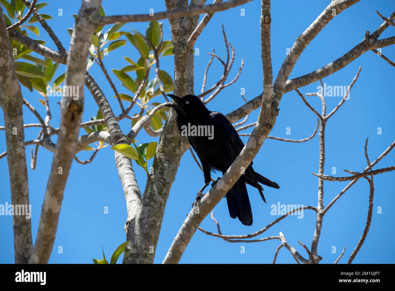 Australian Raven (Corvus coronoides) perching on a tree in Sydney, NSW ...