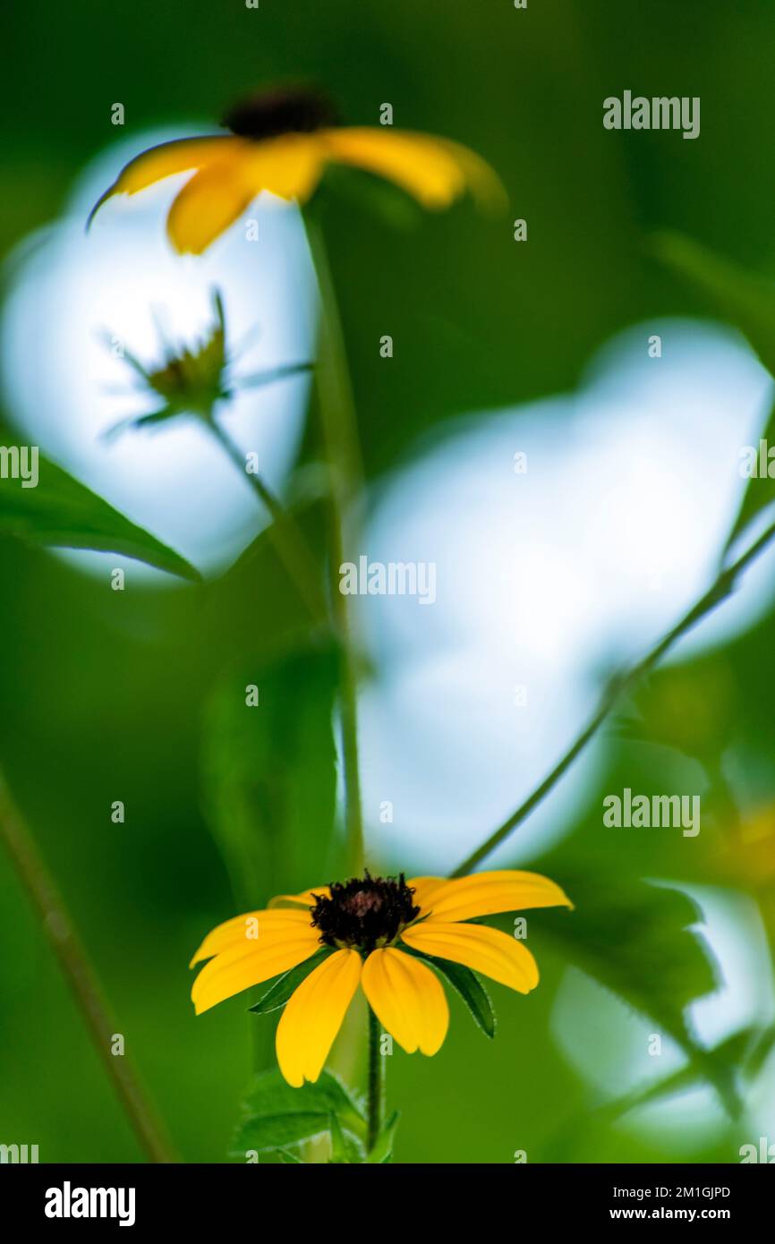 Garden plant bokeh lighting hi-res stock photography and images - Alamy