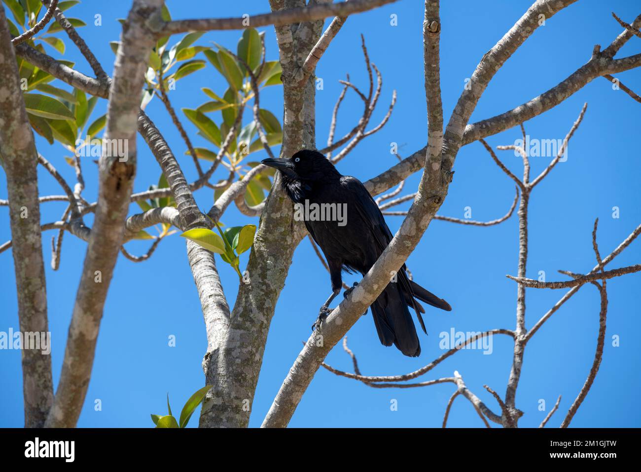 Australian Raven (Corvus coronoides) perching on a tree in Sydney, NSW ...