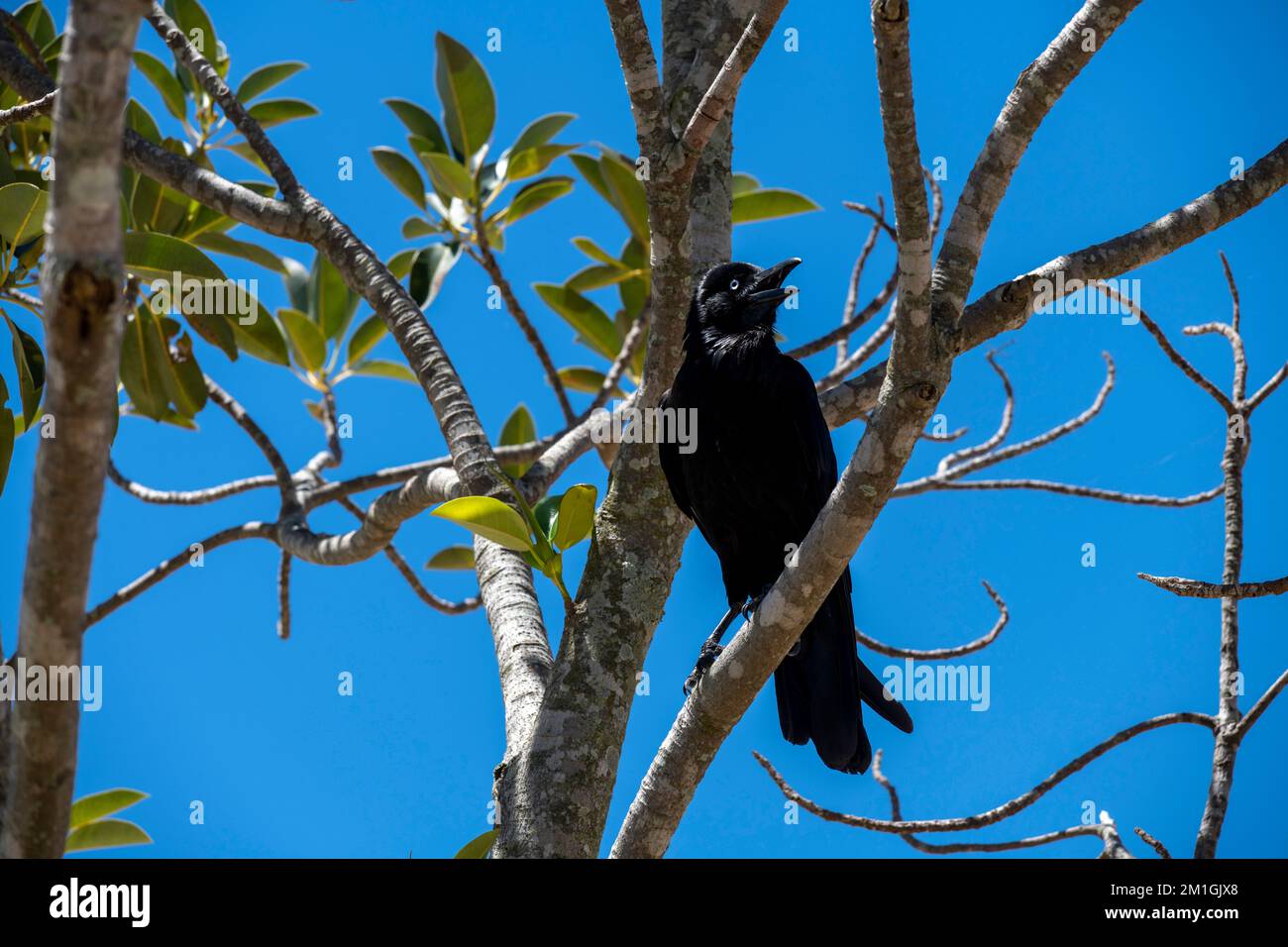 Australian Raven (Corvus coronoides) perching on a tree in Sydney, NSW ...