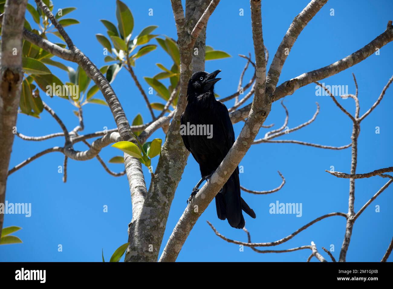 Australian Raven (Corvus coronoides) perching on a tree in Sydney, NSW ...