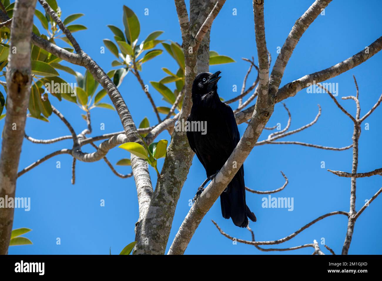 Australian Raven (Corvus coronoides) perching on a tree in Sydney, NSW ...