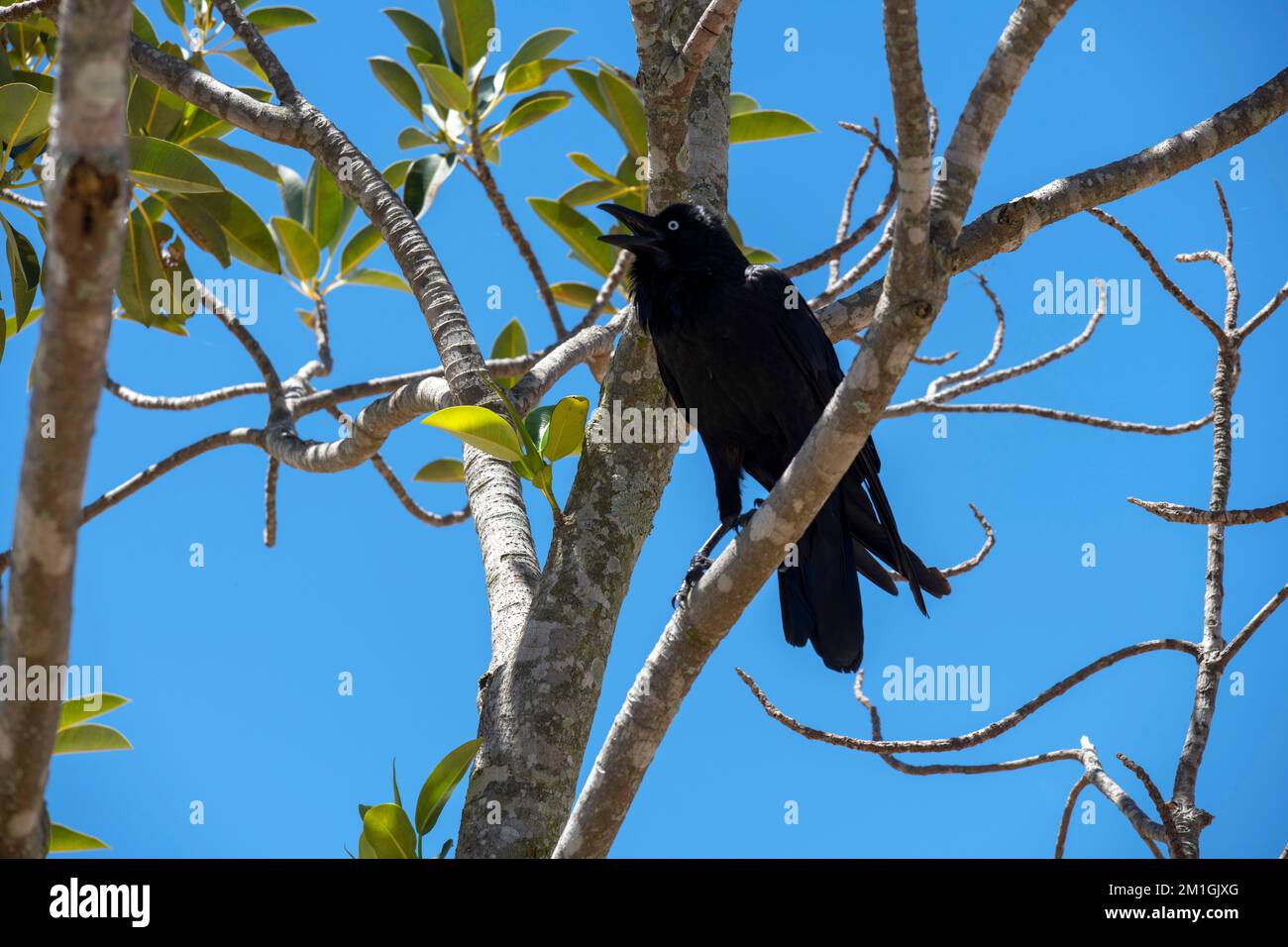 Australian Raven (Corvus coronoides) perching on a tree in Sydney, NSW ...