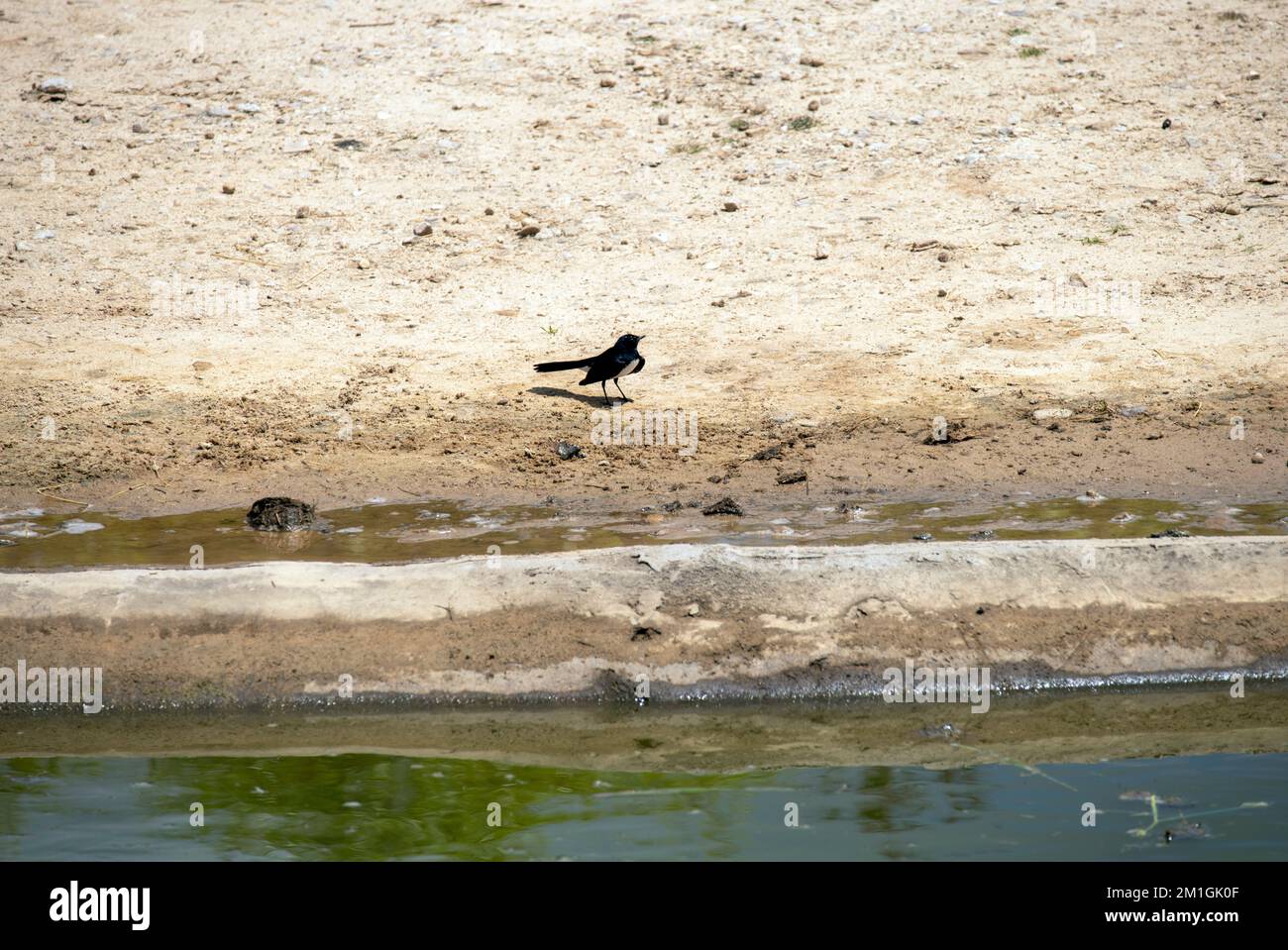 A Willie Wagtail (Rhipidura leucophrys) in Sydney, NSW, Australia ...