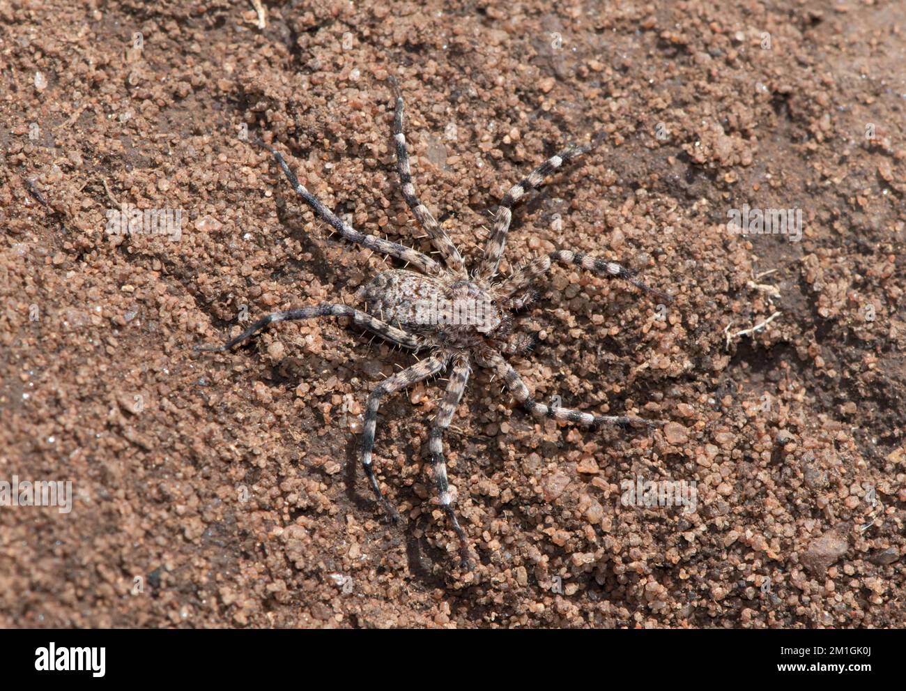 Common Wall Spider or “flatties” (Selenopidae Stock Photo - Alamy