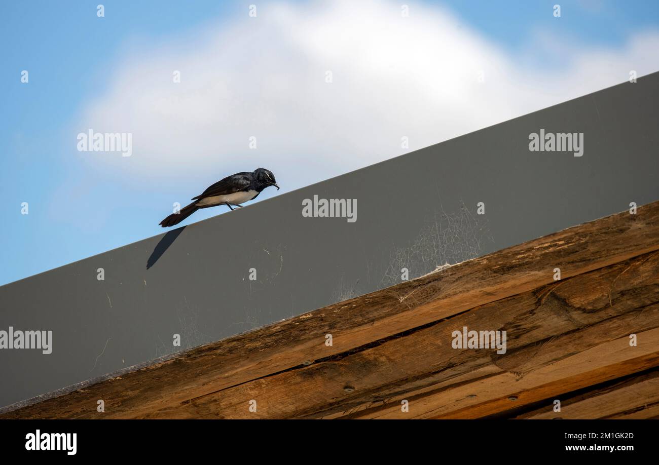 A Willie Wagtail (Rhipidura leucophrys) catches a prey in Sydney, NSW ...