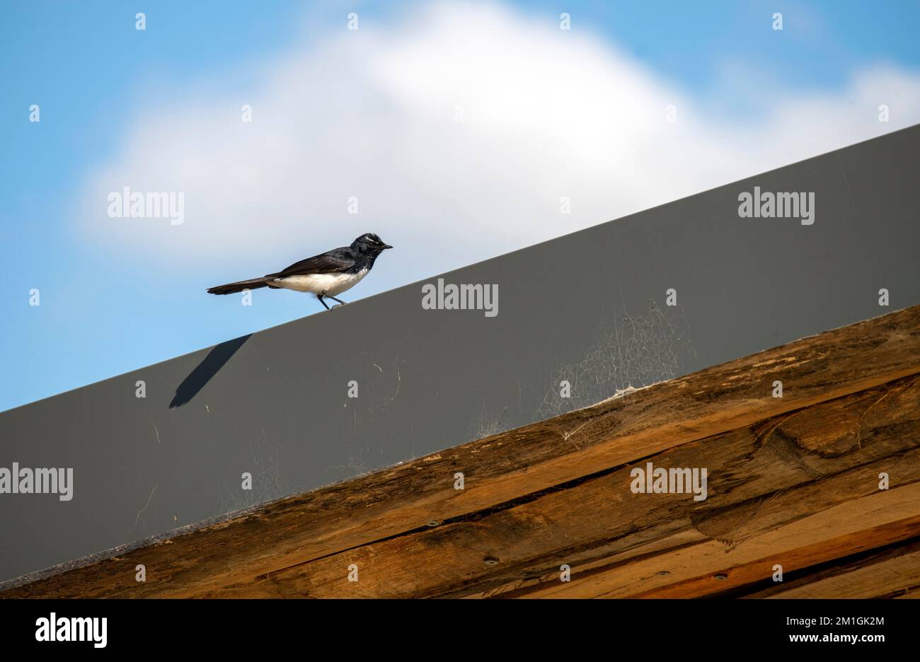Close-up of a Willie Wagtail (Rhipidura leucophrys) in Sydney, NSW ...