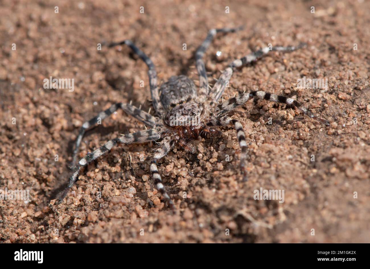 Common Wall Spider or “flatties” (Selenopidae Stock Photo - Alamy