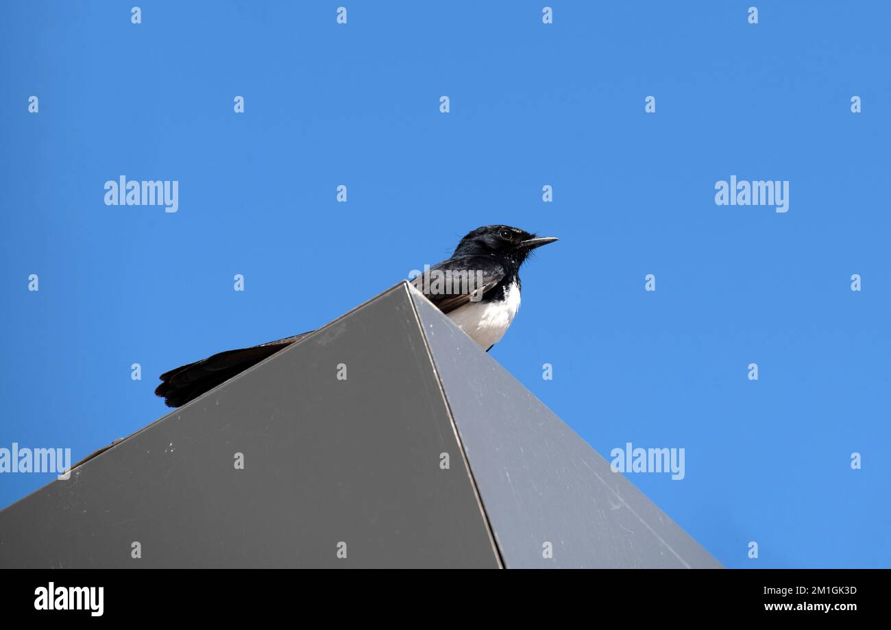 Close-up of a Willie Wagtail (Rhipidura leucophrys) in Sydney, NSW ...