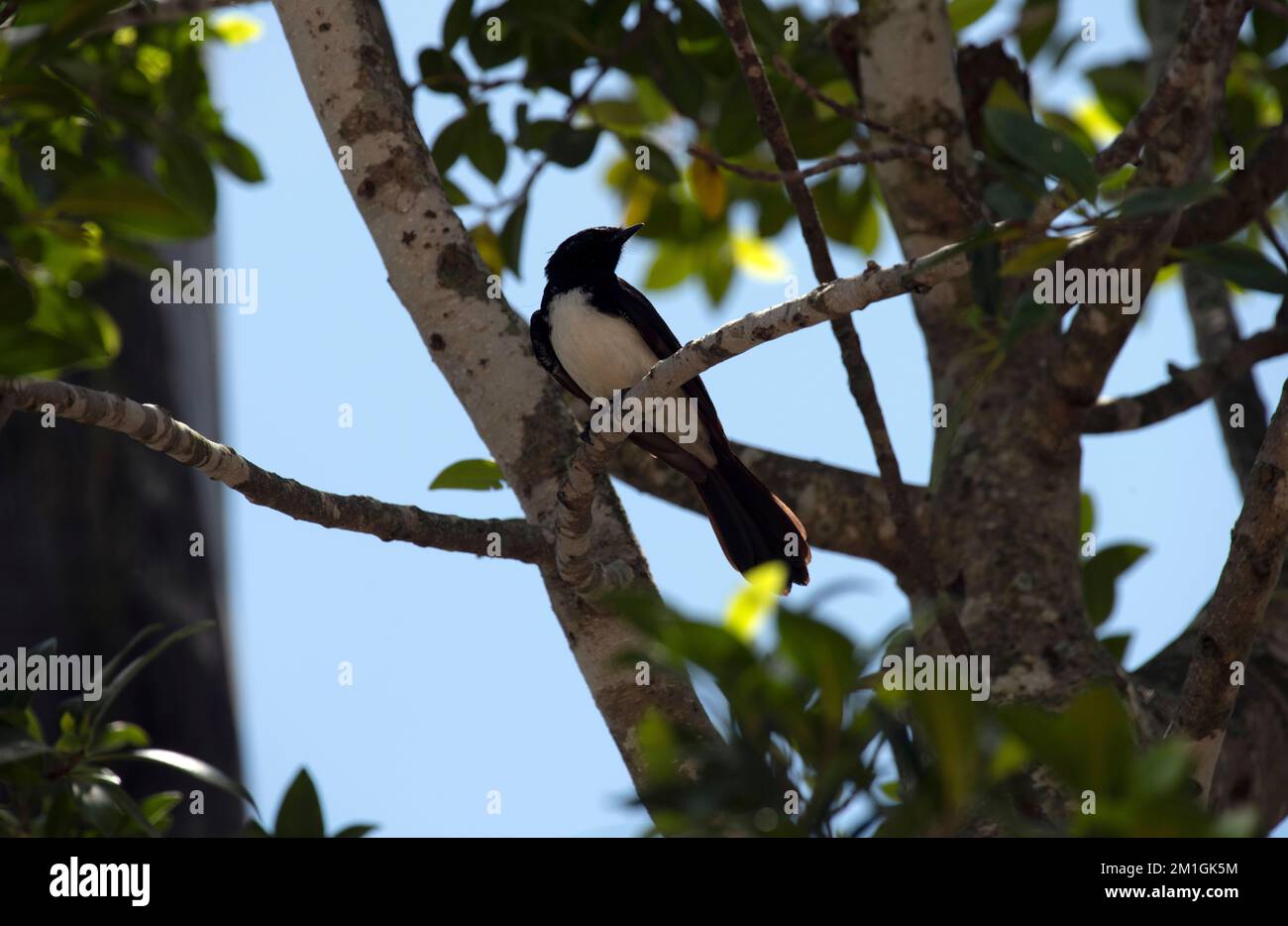 A Willie Wagtail (Rhipidura leucophrys) perching on a tree in Sydney ...