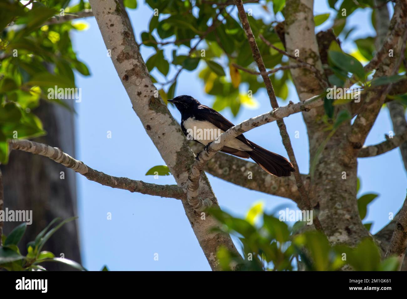 A Willie Wagtail (Rhipidura leucophrys) perching on a tree in Sydney ...