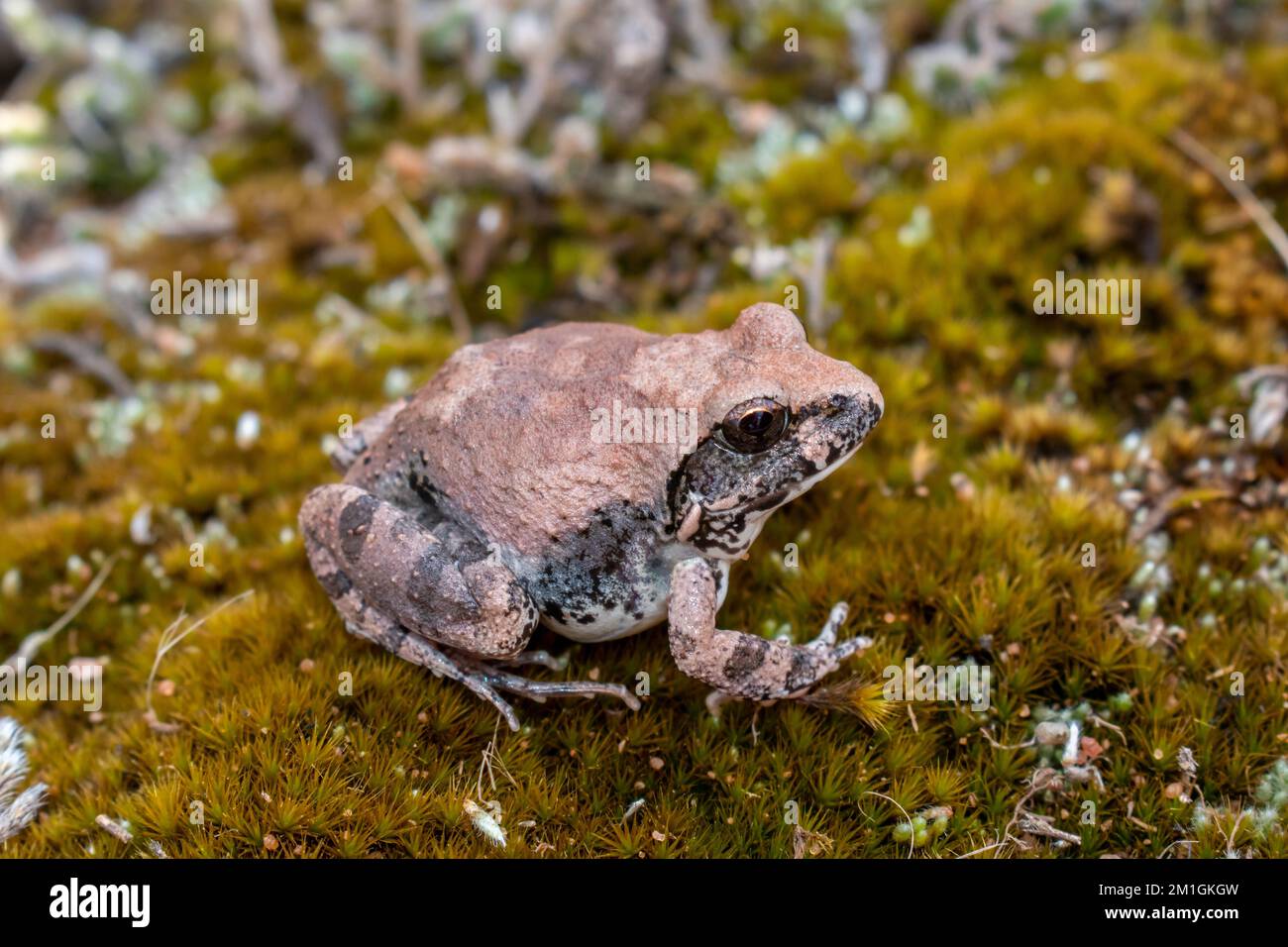 Sand frog hi-res stock photography and images - Alamy