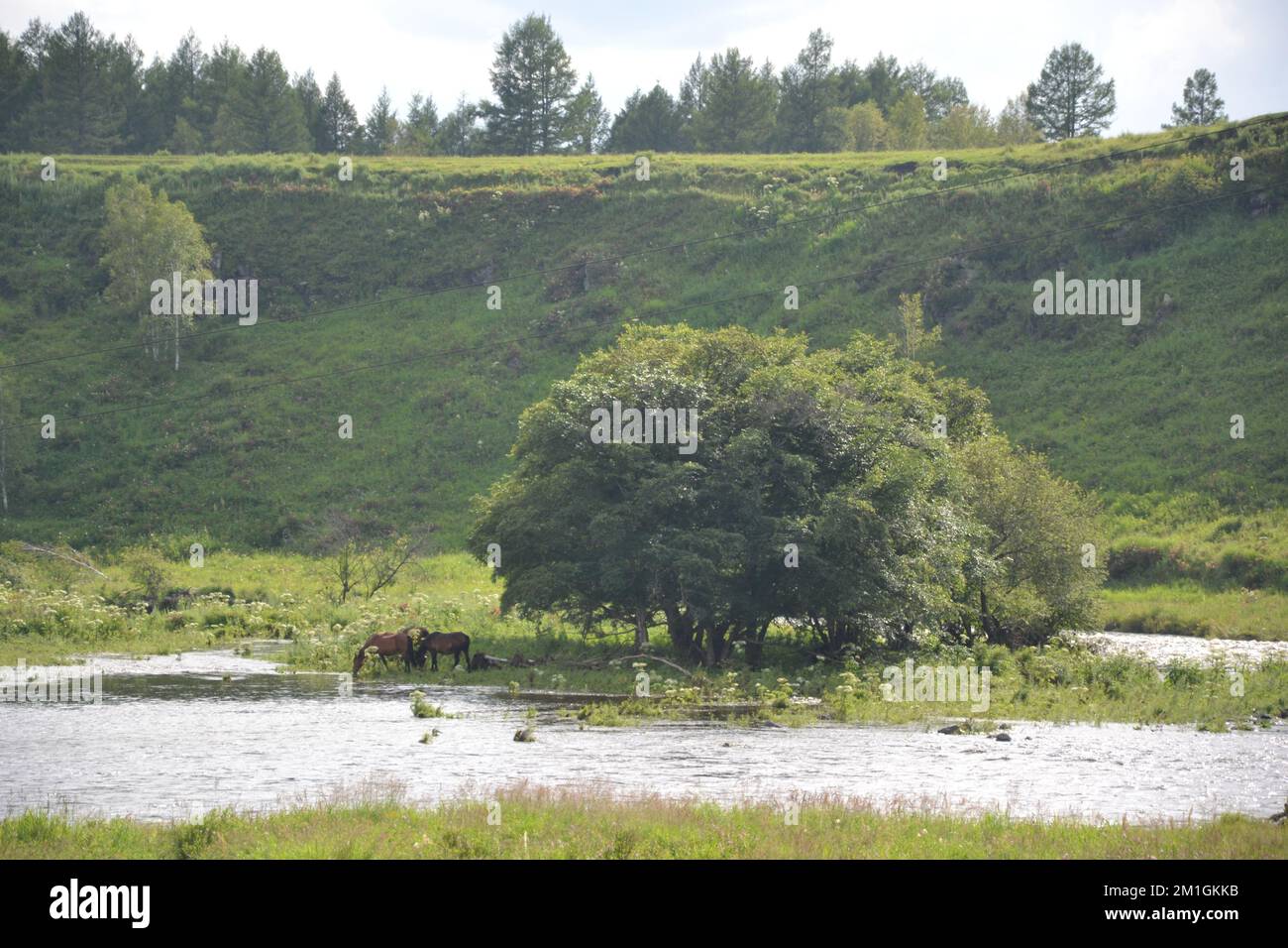 A beautiful landscape with horses drinking water from a river ...