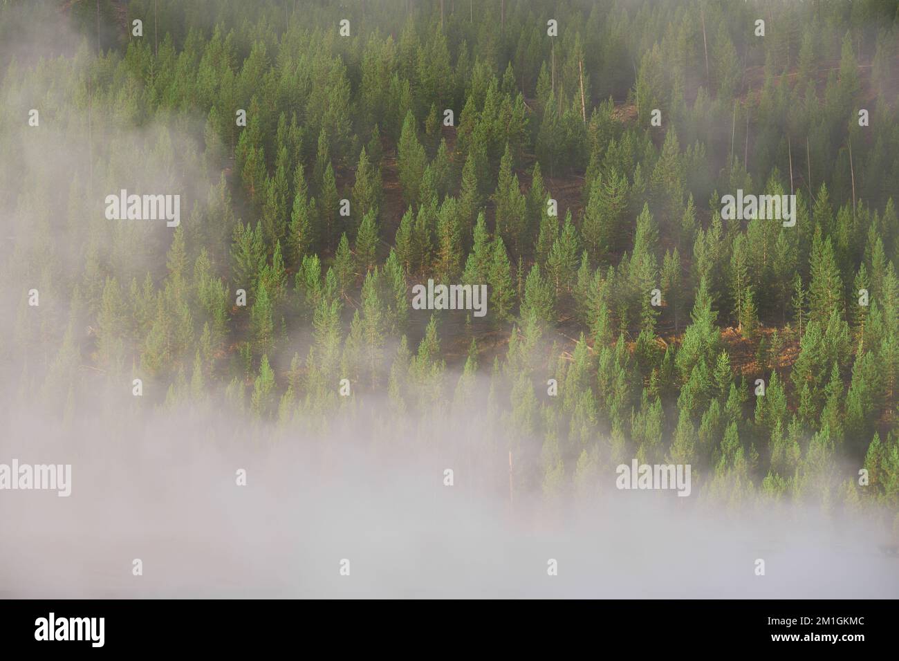 Steamy trees in forest on side of mountain at the Midway Geyser Basin ...