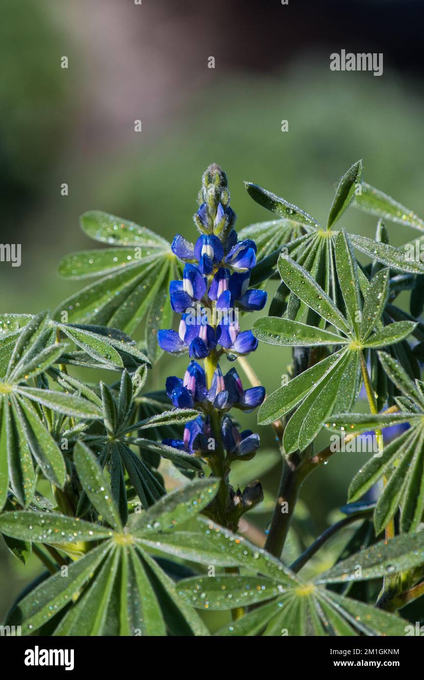 A vertical selective focus of bluebonnet (Lupinus texensis) with ...