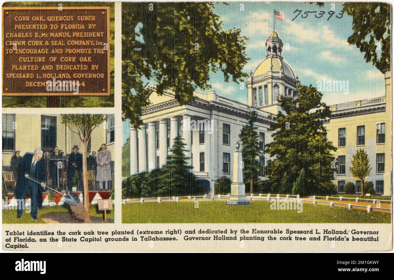 Tablet identifies the cork oak tree planted (extreme right) and ...