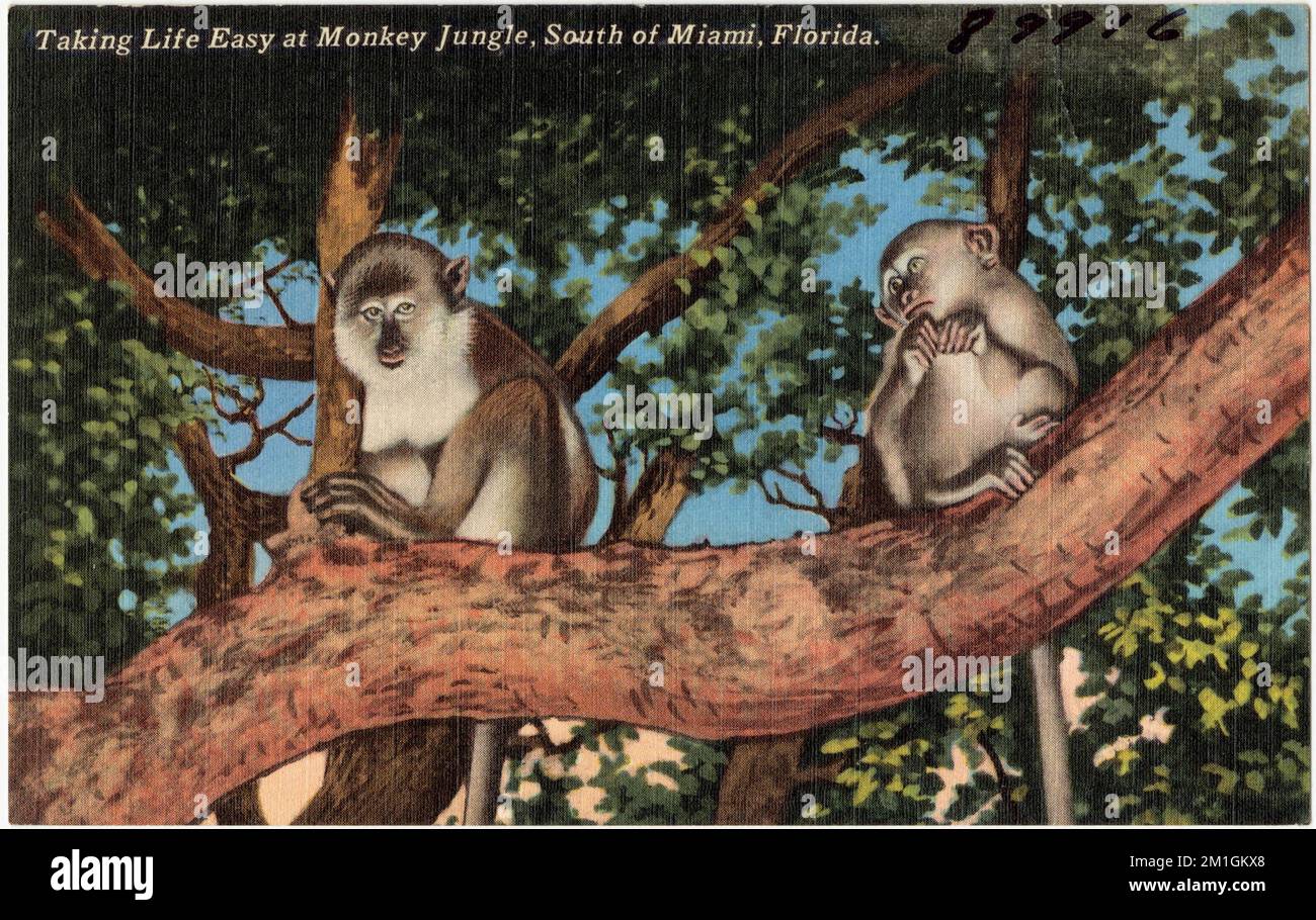 Taking life easy at Monkey Jungle, south of Miami, Florida , Tichnor ...