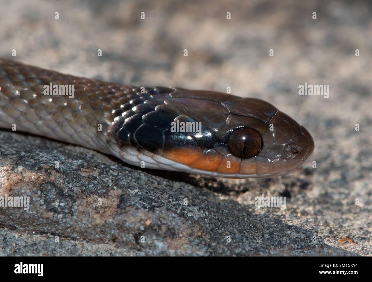 Snakes of south africa hi-res stock photography and images - Alamy