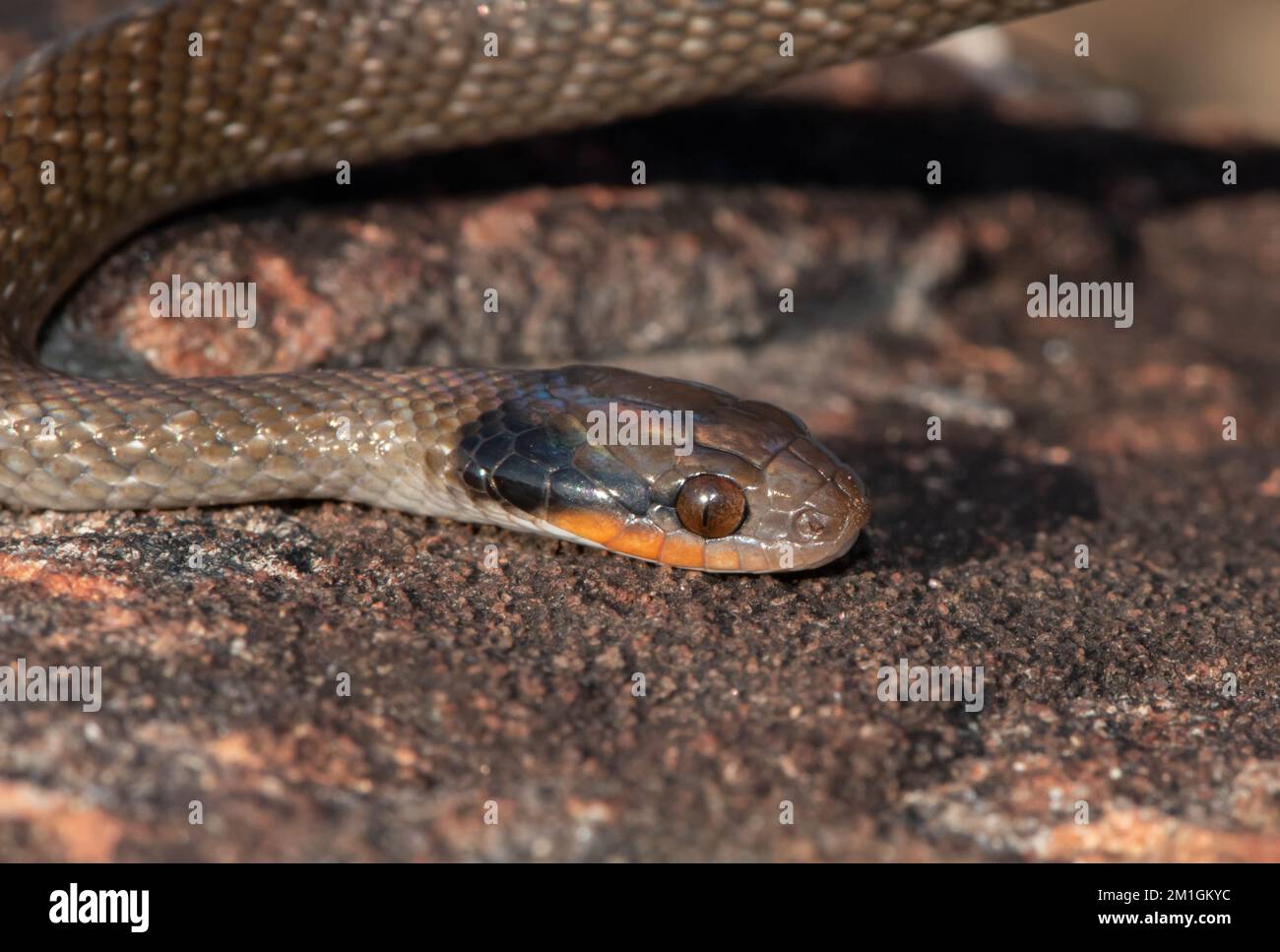 Beautiful head of a Red-lipped herald (Crotaphopeltis hotamboeia Stock ...