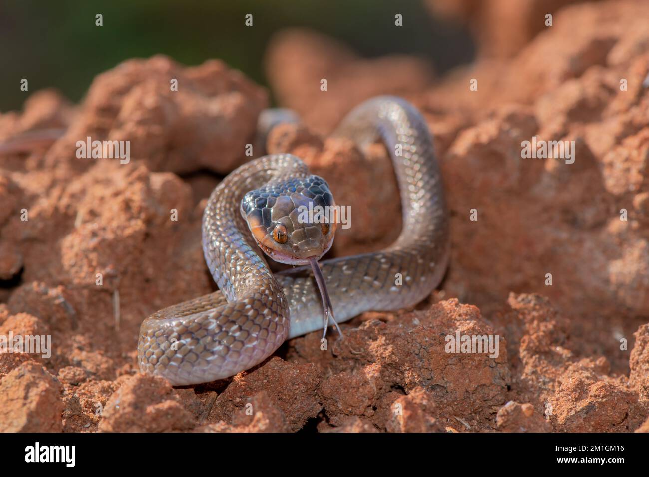 Red lipped snake hi-res stock photography and images - Alamy