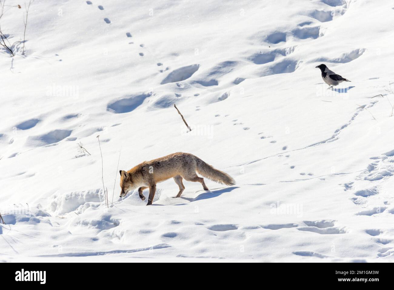 Vulpes vulpes. An urban red fox in Moscow, Russia Stock Photo - Alamy